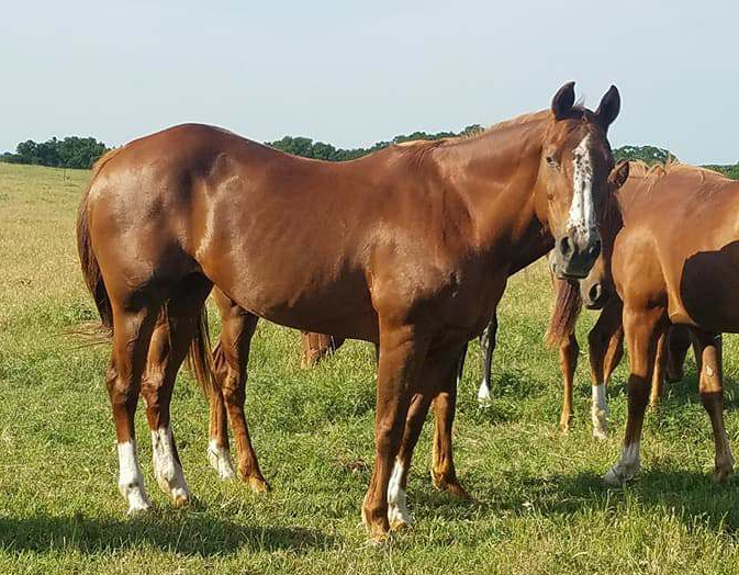 Sale Horses | Sanders Cowhorses